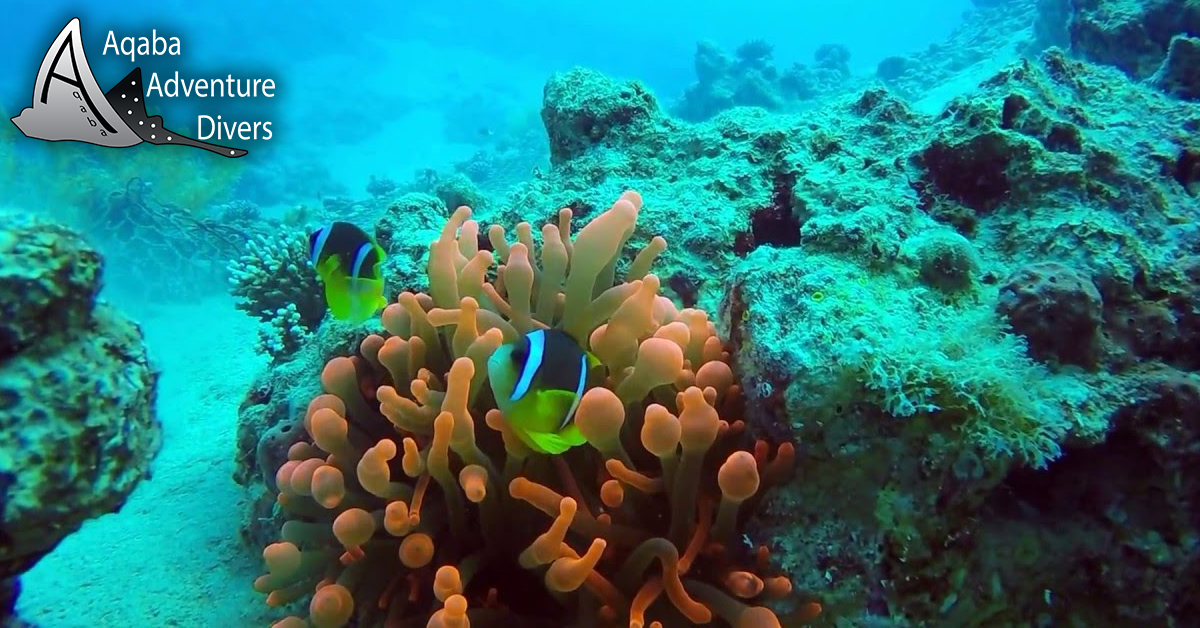 Cable Reef Dive Site | Site Map | Aqaba Adventure Divers