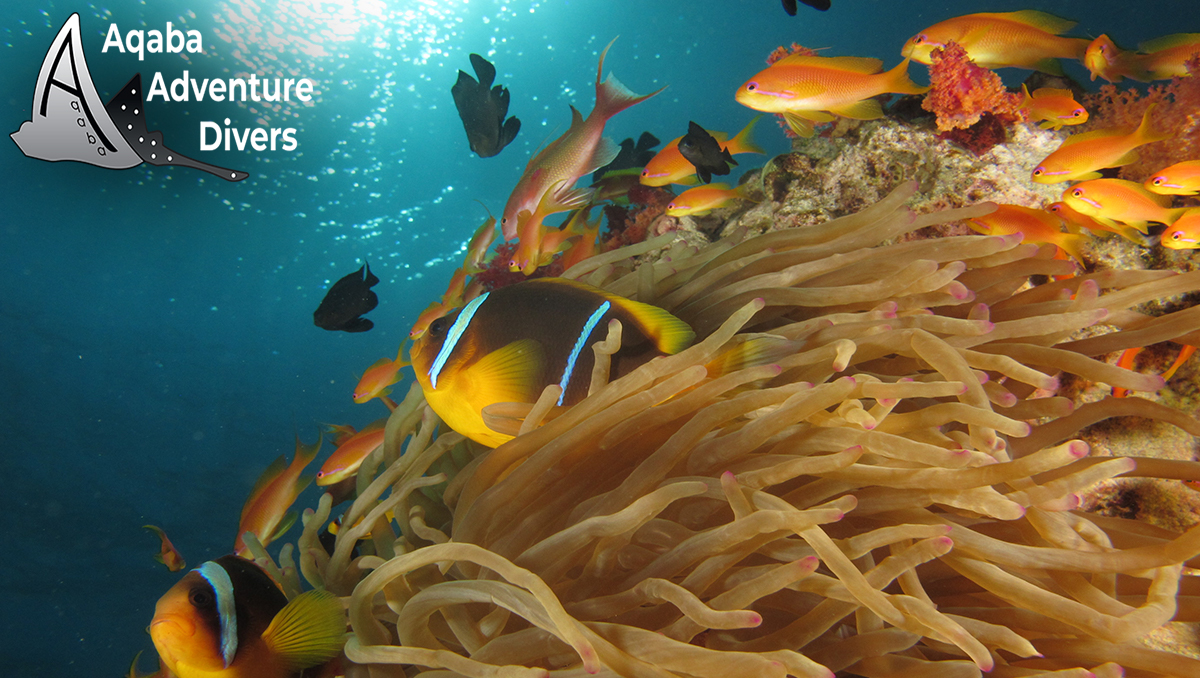King Abdullah Reef Dive Site | Site Map | Aqaba Adventure Divers