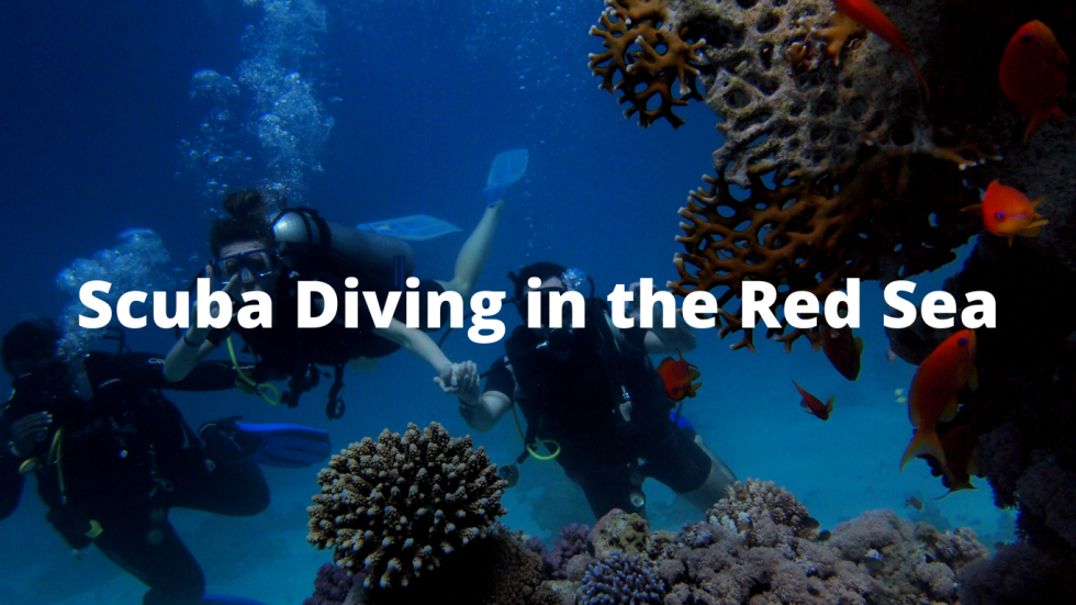 Scuba Diving in the Red Sea | Aqaba Adventure Divers